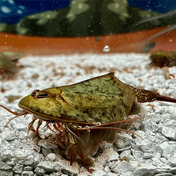 Welche Triopsarten gibt es? Der große Überblick von Triops King