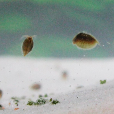 Triops (Notostraca) - Die Urzeitkrebse mit Panzer